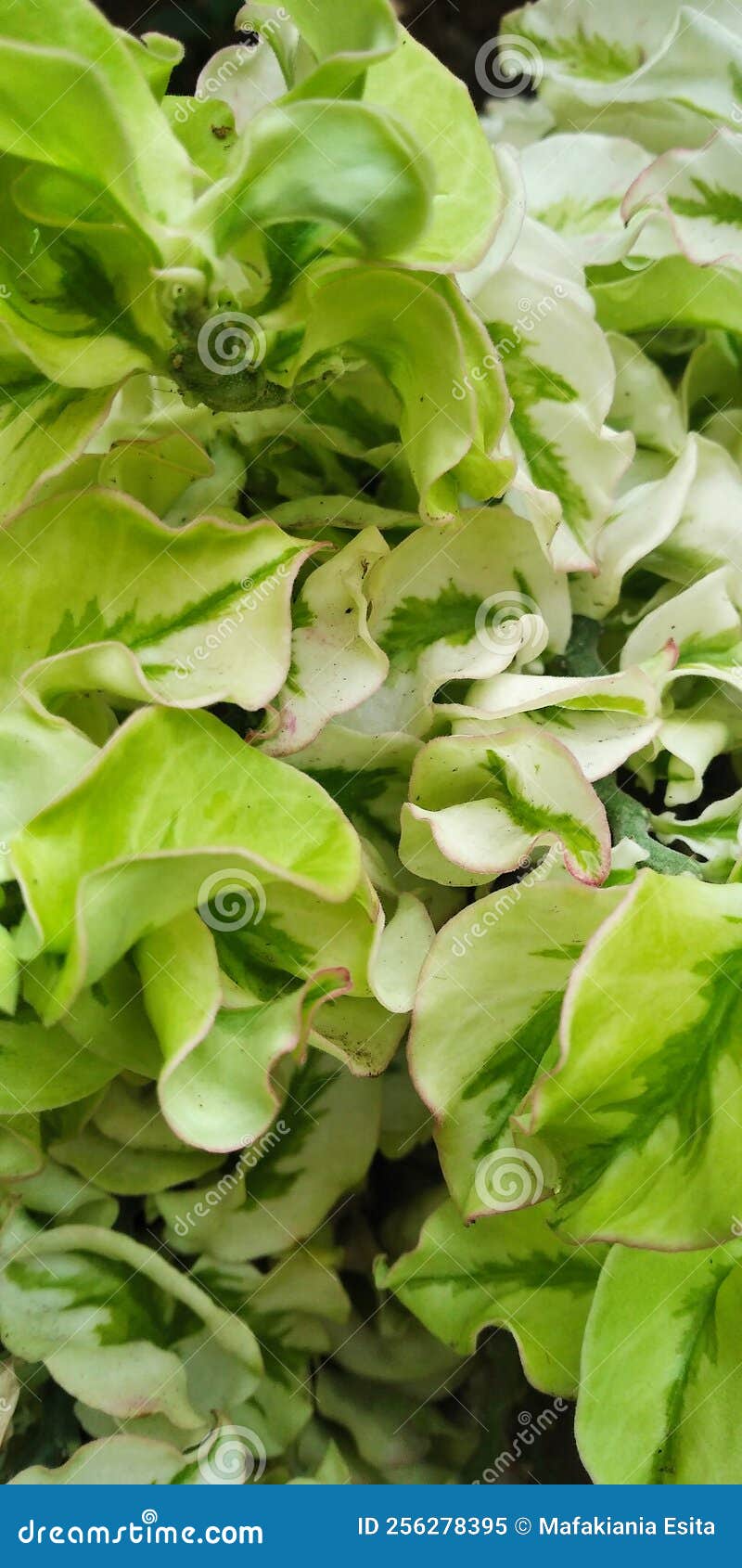 The Leaves of Ornamental Plants are Curly. Stock Image - Image of ...