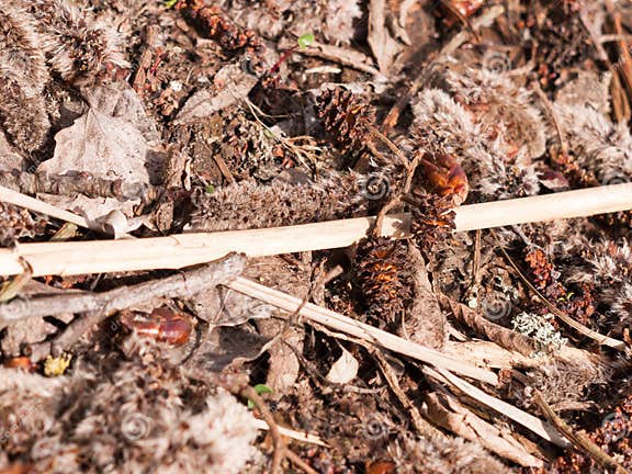 Leaves and Other Debri on the Floor Stock Image - Image of leave, mass ...