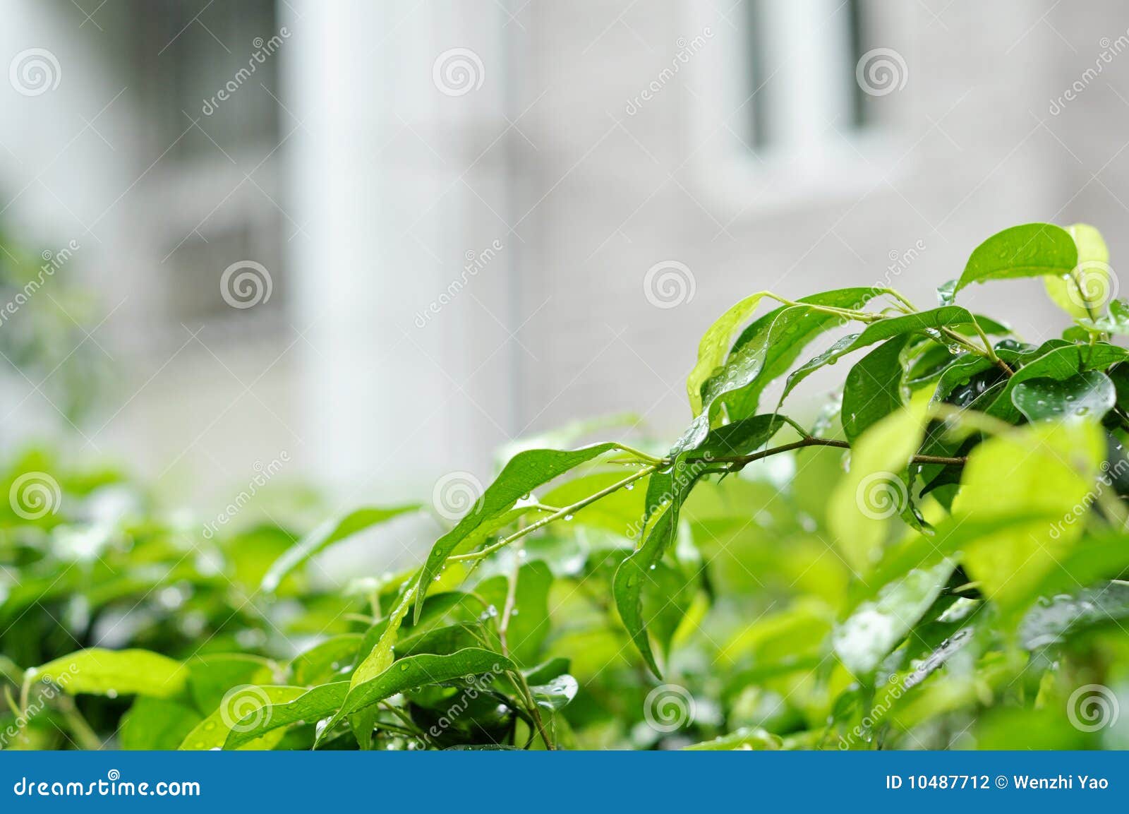 The Leaves Outside the House Stock Photo - Image of asia, flower: 10487712