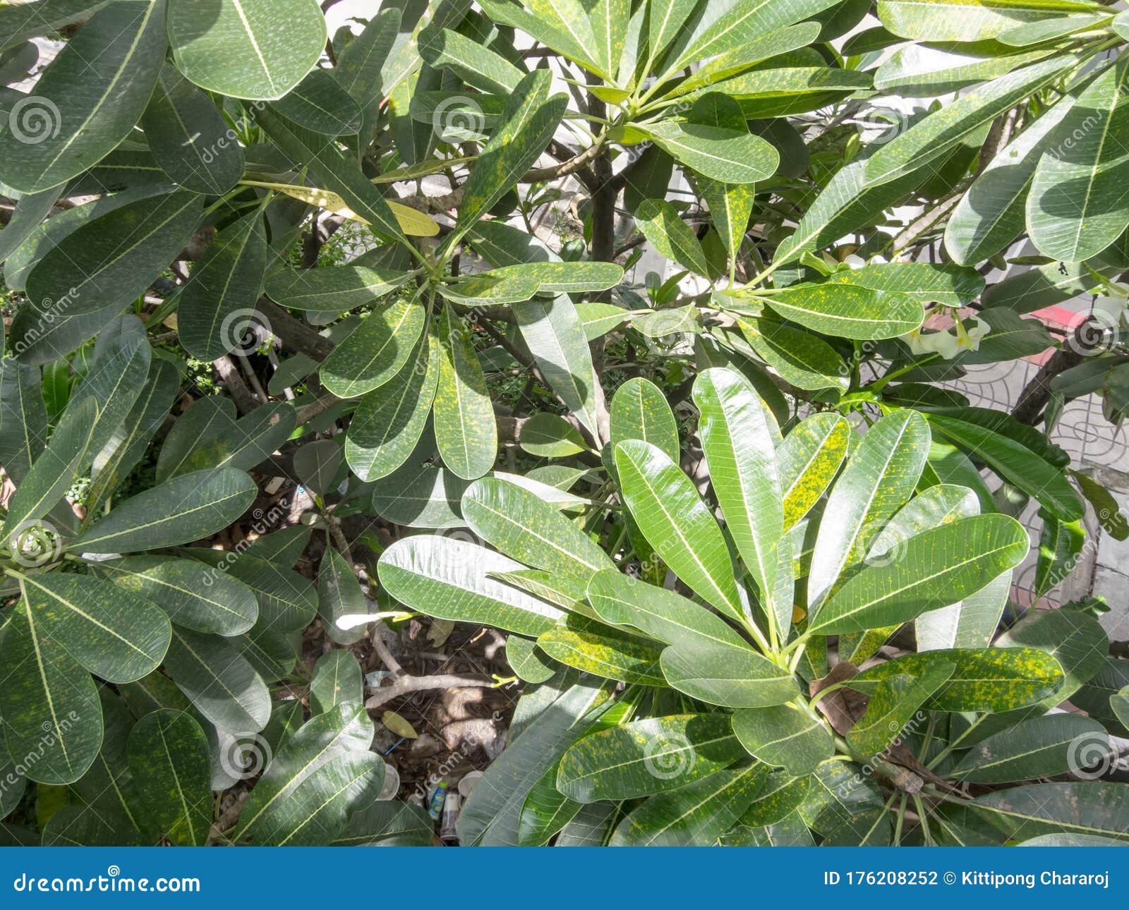 Leaves are Oval Shape on the Tree Stock Photo - Image of flora, color ...