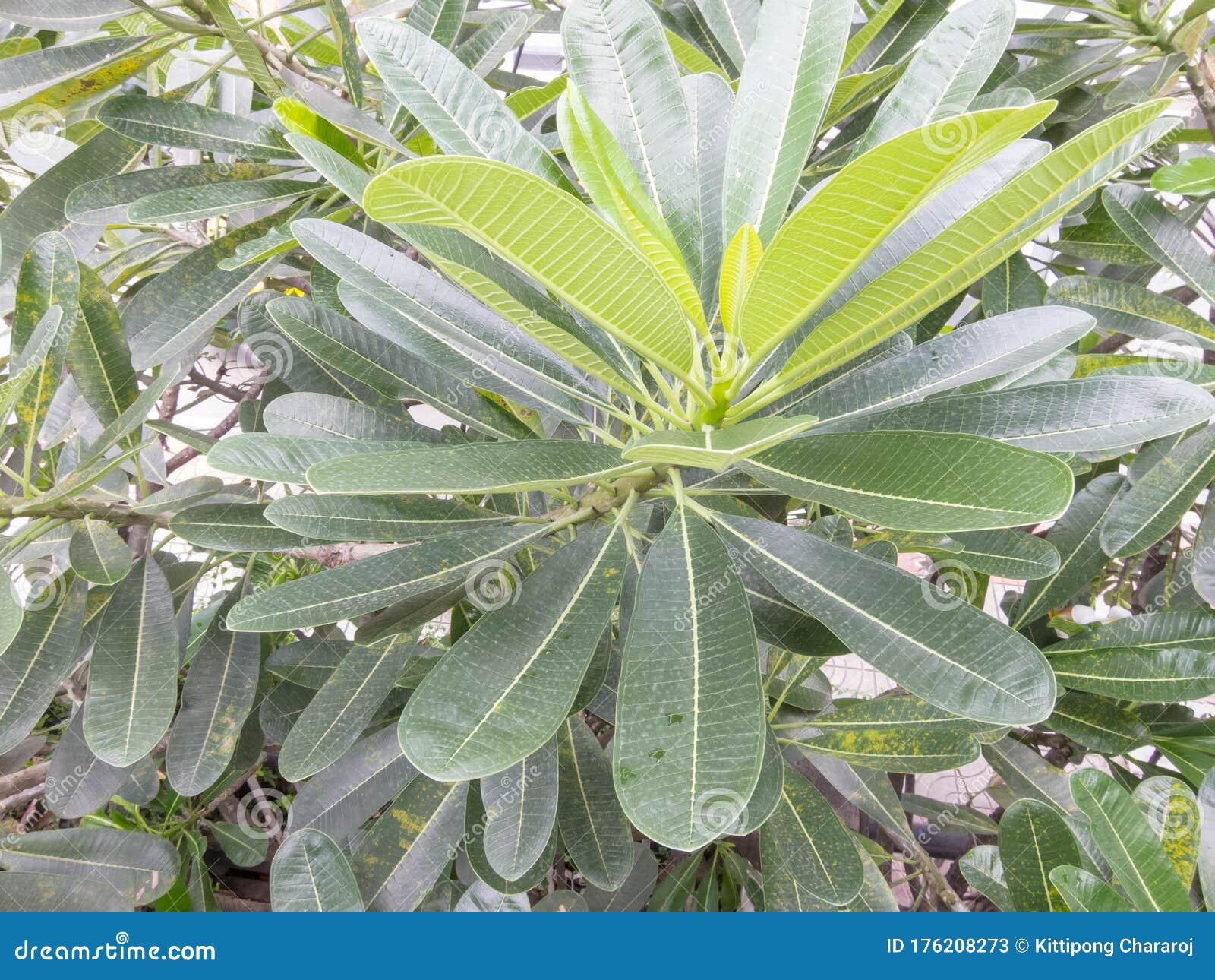 Leaves are Oval Shape on the Tree Stock Image - Image of natural ...