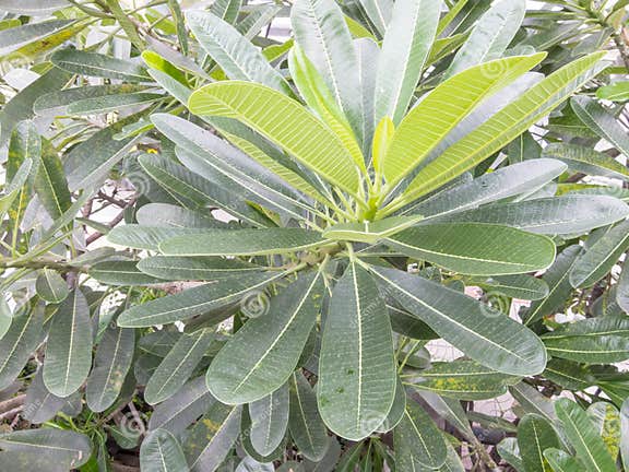 Leaves are Oval Shape on the Tree Stock Image - Image of natural ...