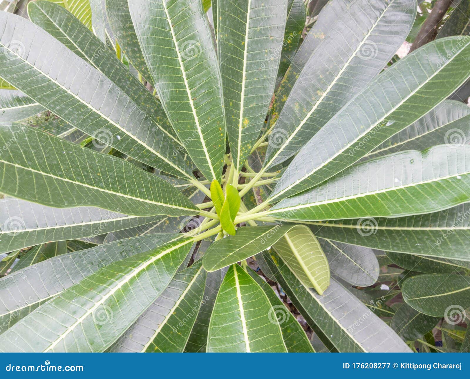 Leaves are Oval Shape on the Tree Stock Image - Image of fresh, spring ...