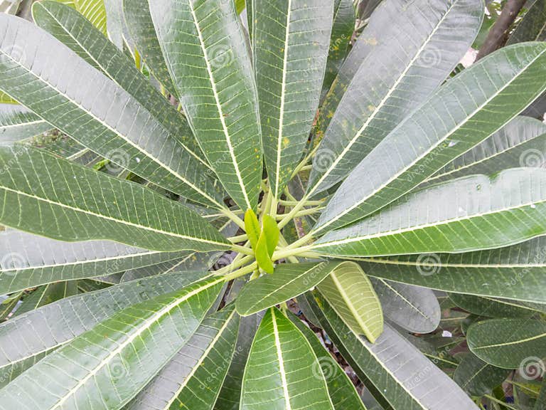Leaves are Oval Shape on the Tree Stock Image - Image of fresh, spring ...
