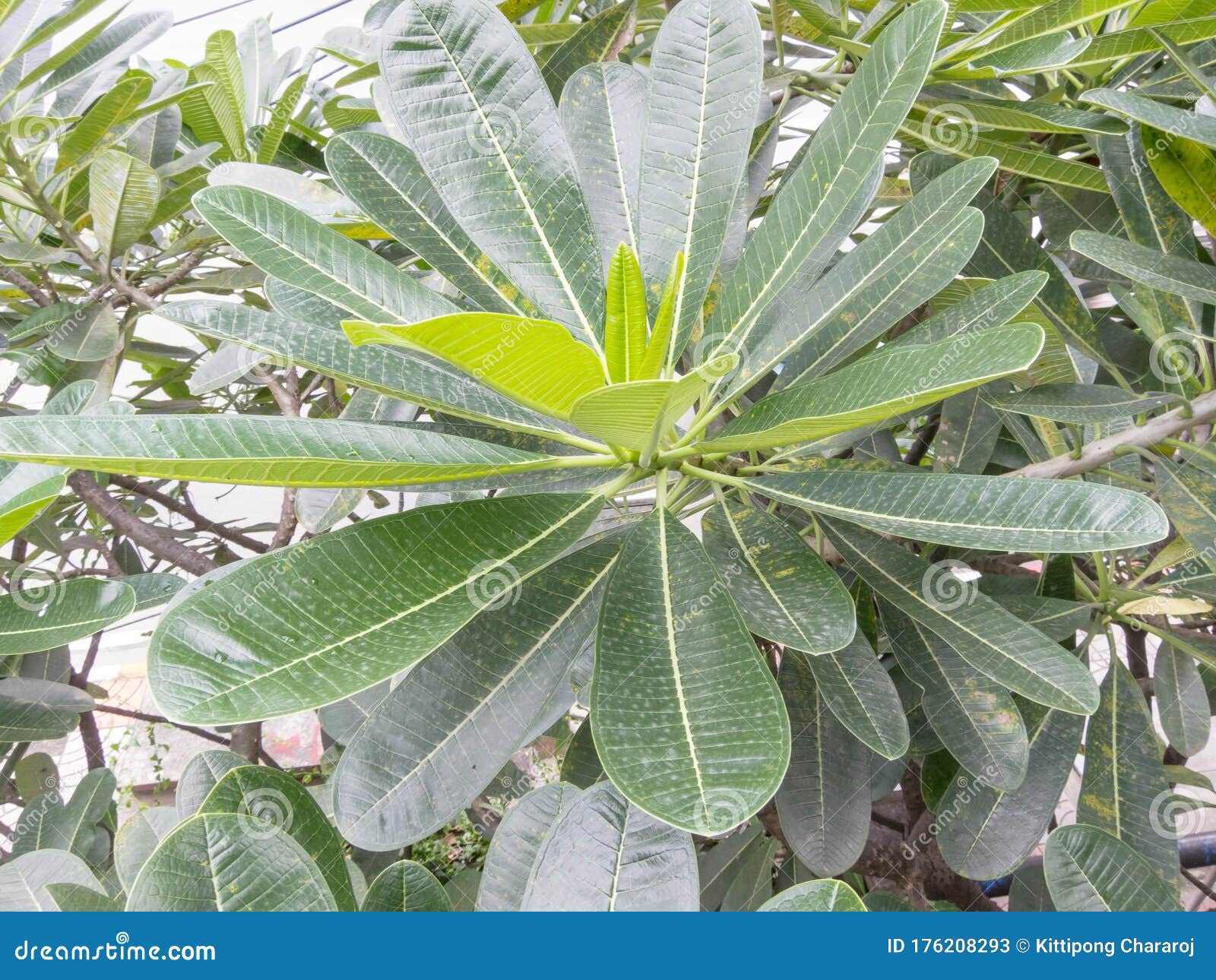 Leaves are Oval Shape on the Tree Stock Image - Image of natural ...