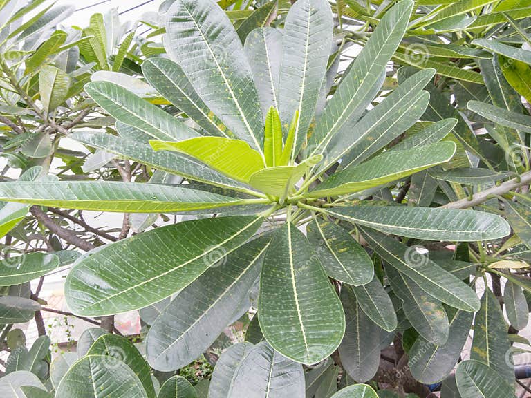 Leaves are Oval Shape on the Tree Stock Image - Image of natural ...