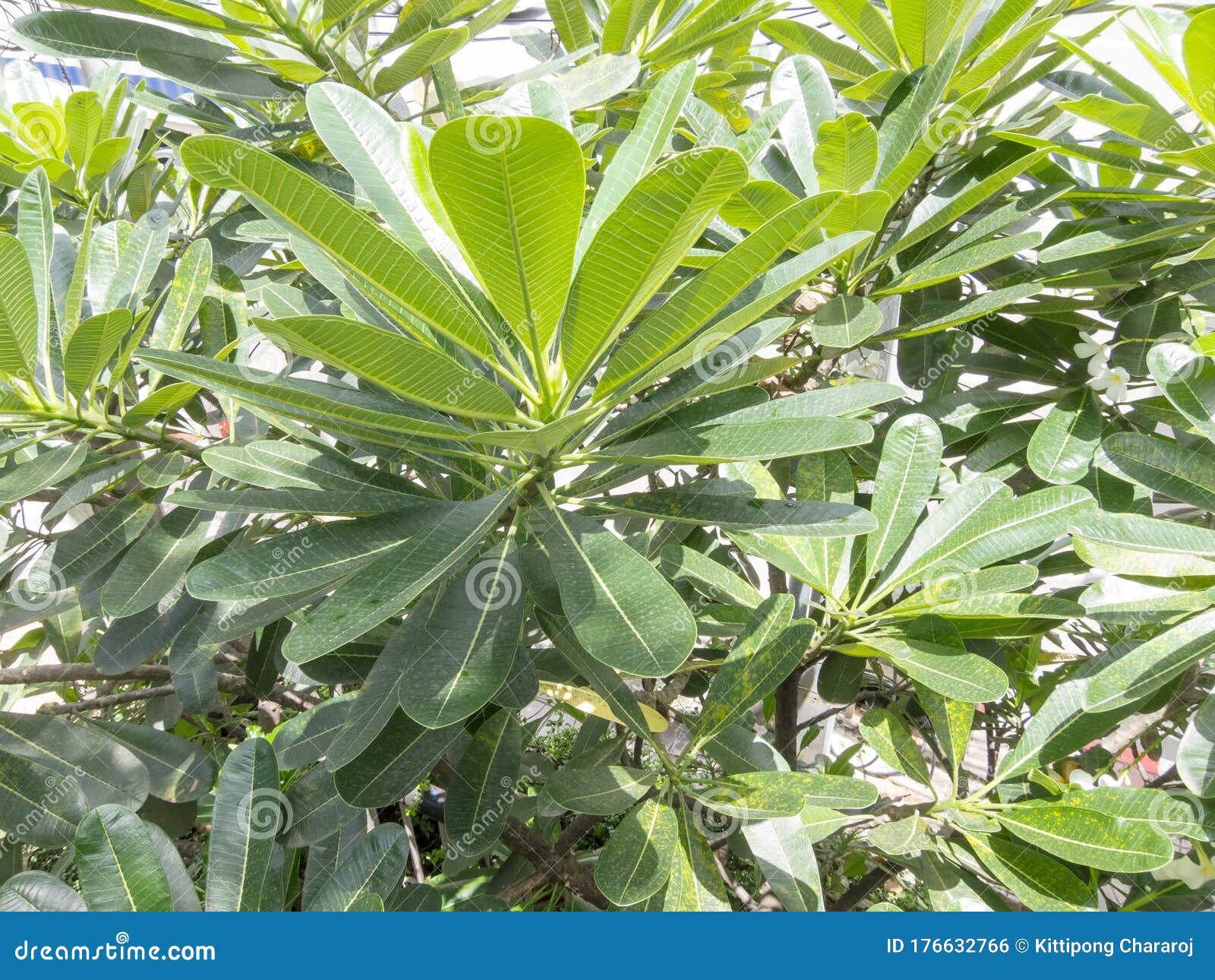 Leaves are Oval Shape on the Tree Stock Photo - Image of cannabis ...