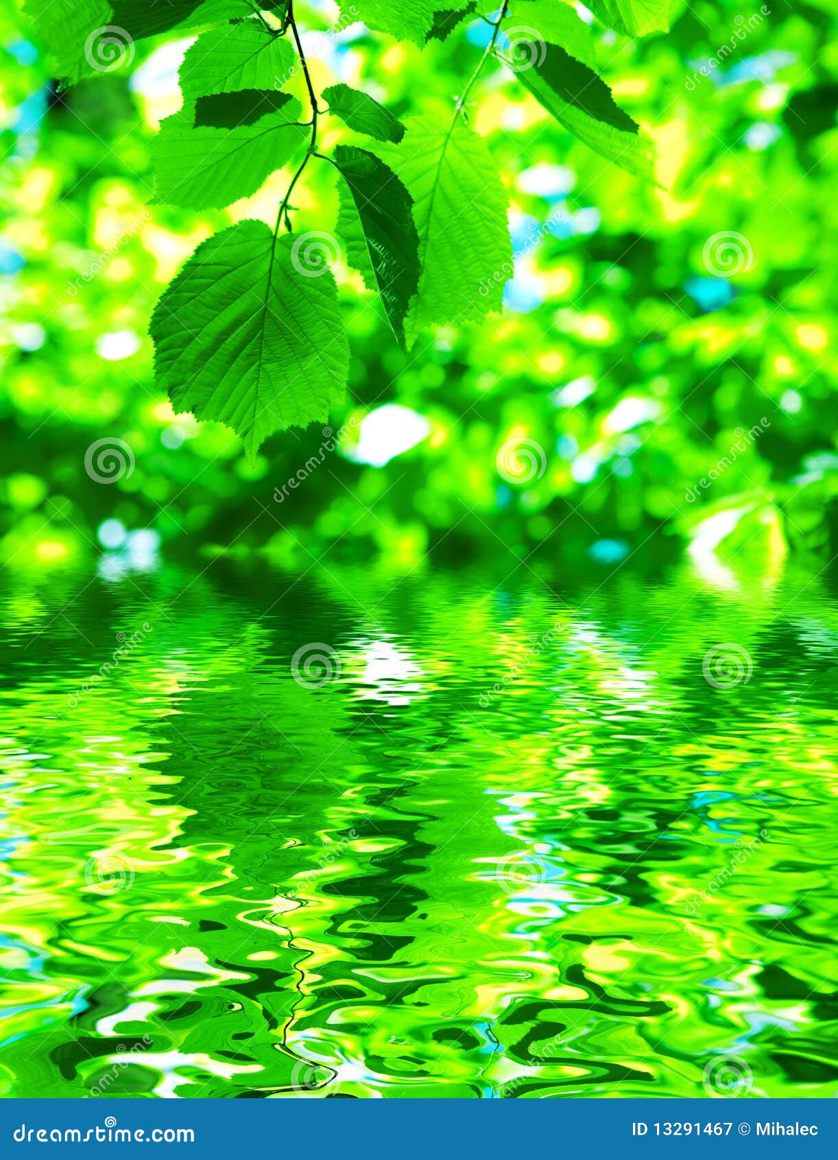 Leaves over water stock image. Image of water, rippled - 13291467