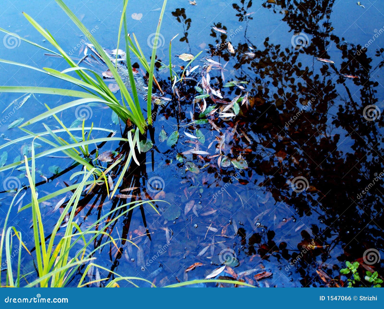 Leaves over water stock photo. Image of color, reflect - 1547066