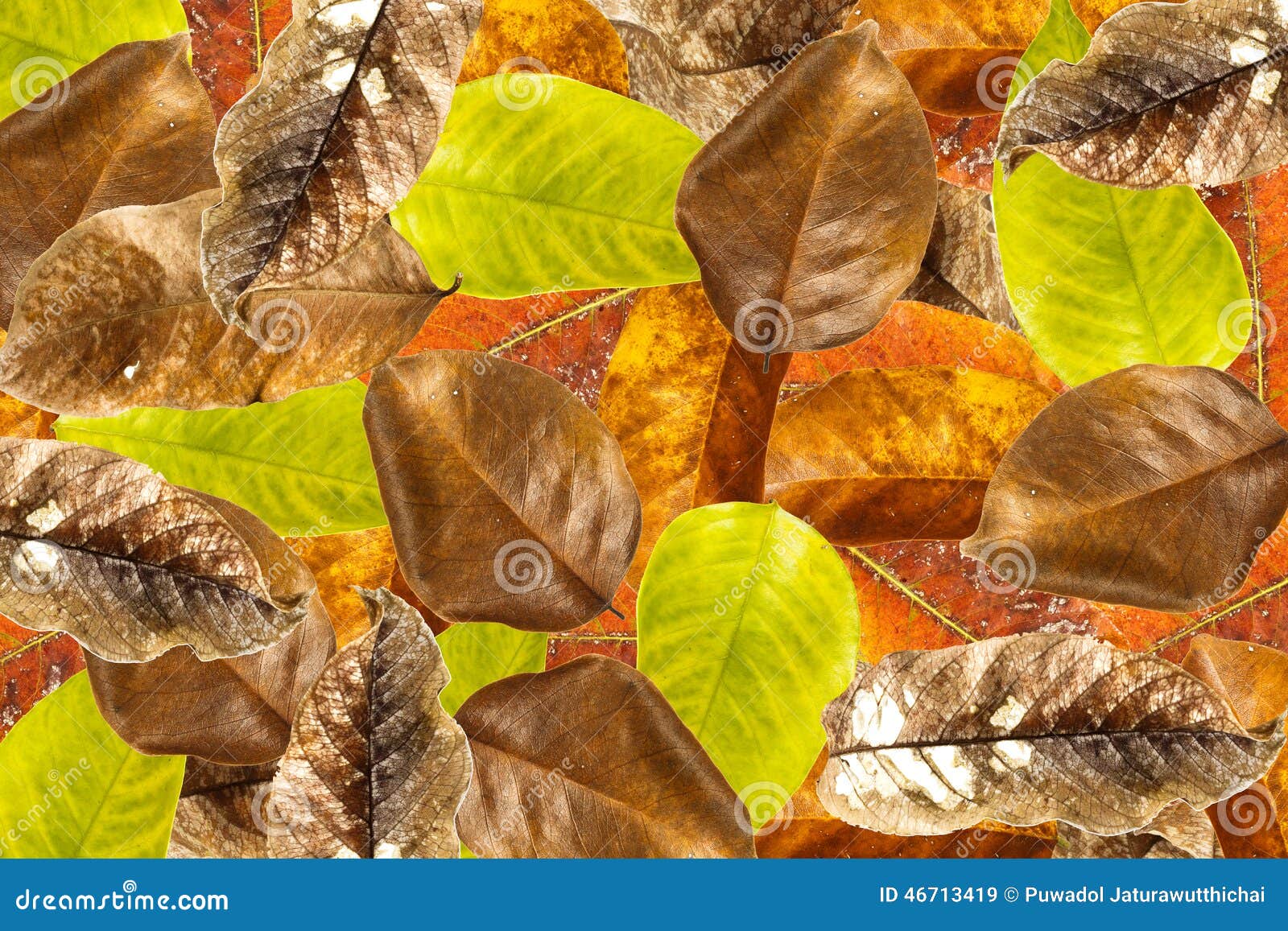 Leaves overlap background stock image. Image of leaves - 46713419