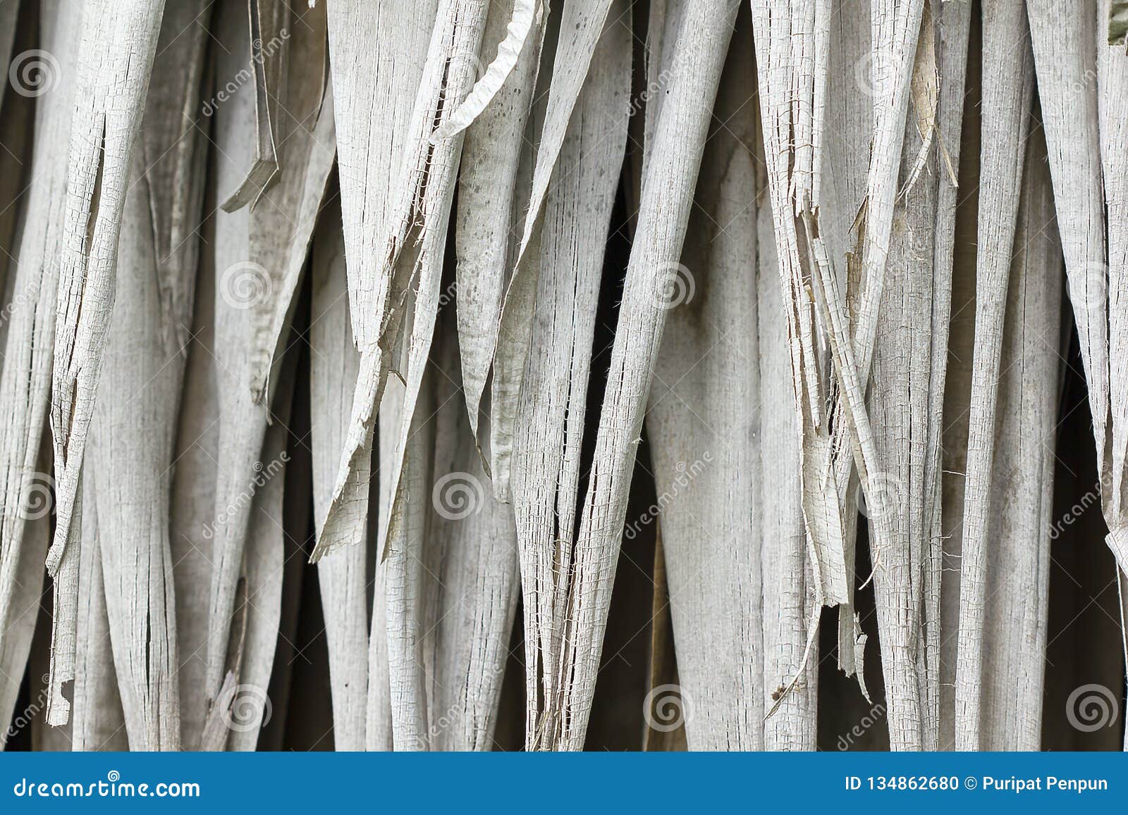 Leaves of Palm Palm Dry in Nature Stock Photo - Image of closeup, shape ...