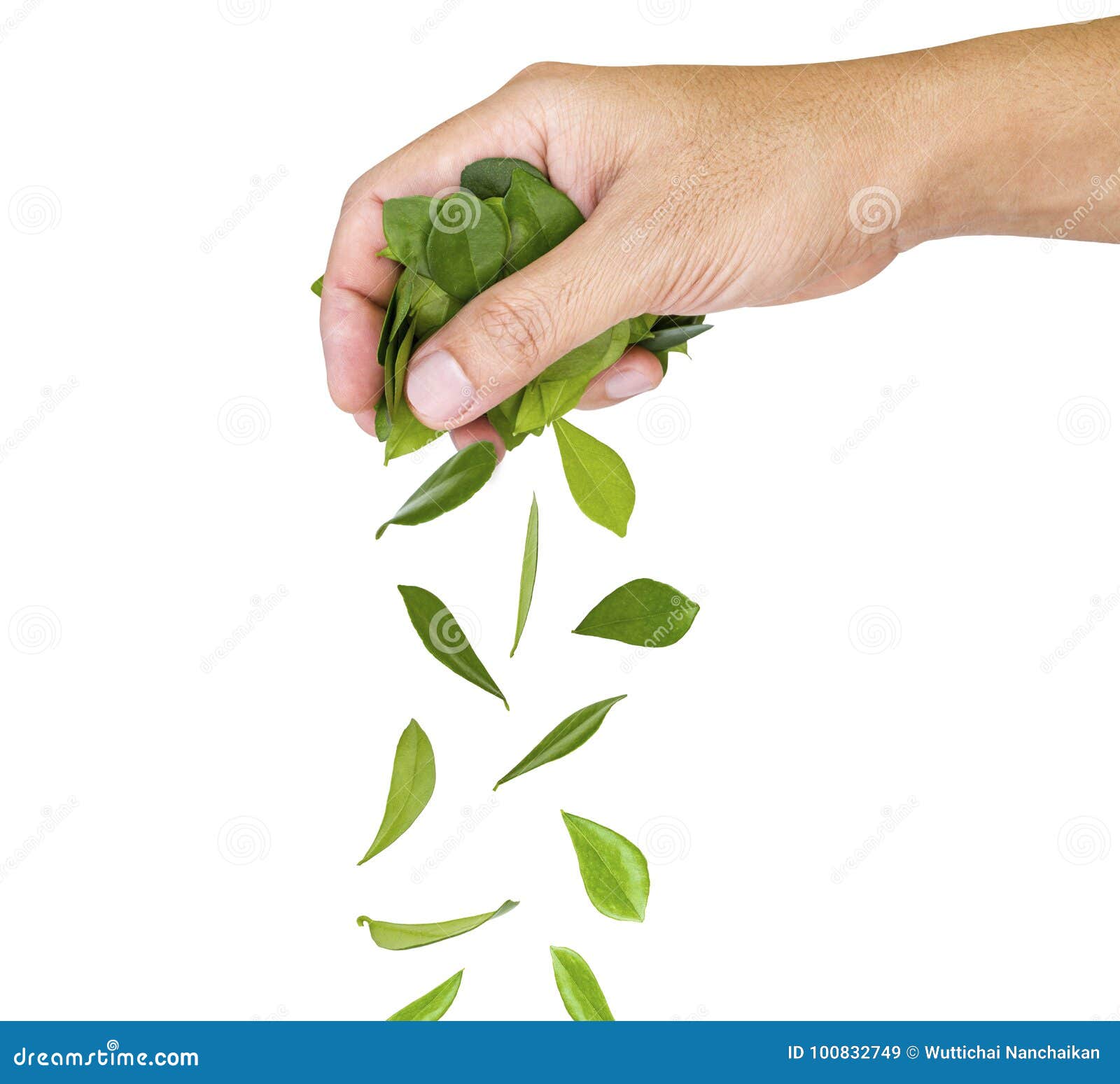 Leaves in palm of hands stock image. Image of path, family - 100832749