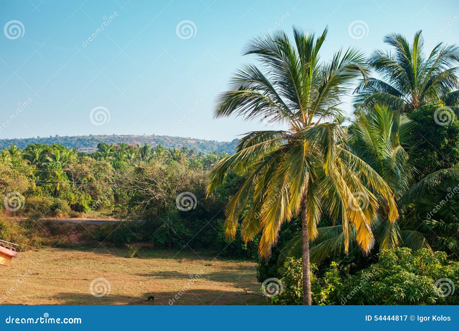 Leaves of palm stock image. Image of stem, india, asia - 54444817