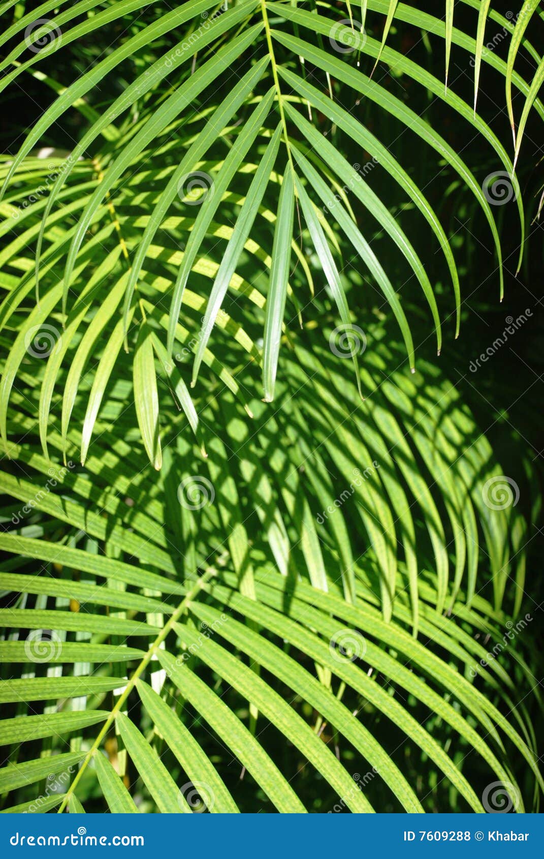 Leaves of a palm tree. stock photo. Image of environmental - 7609288