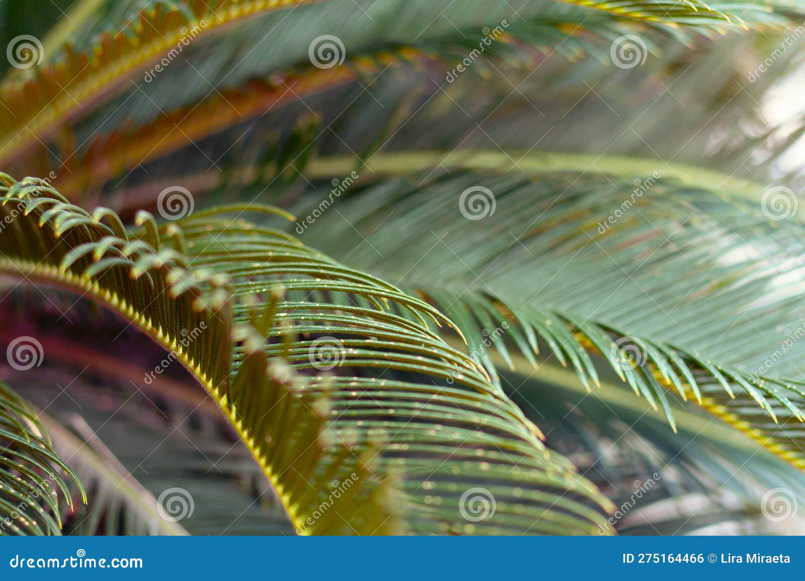 Leaves of a Palm Tree Close-up Stock Photo - Image of vibrant, open ...