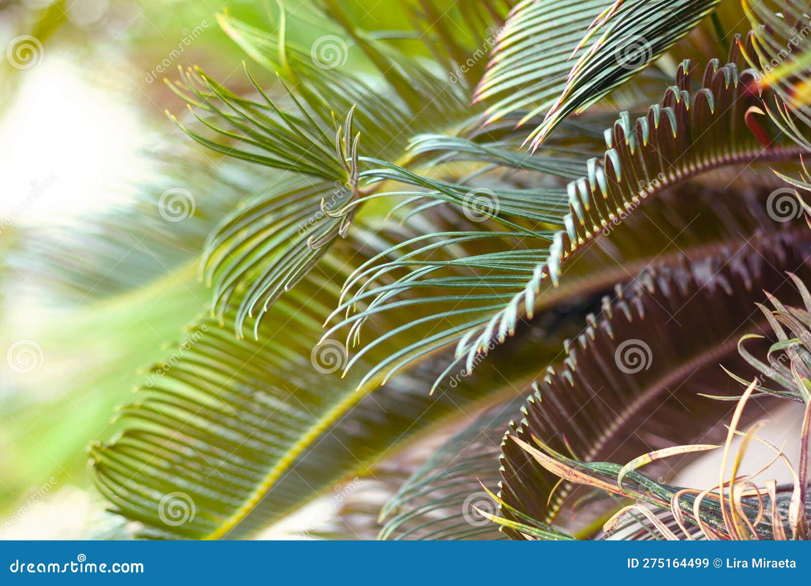 Leaves of a Palm Tree Close-up Stock Image - Image of vibrant, ecology ...