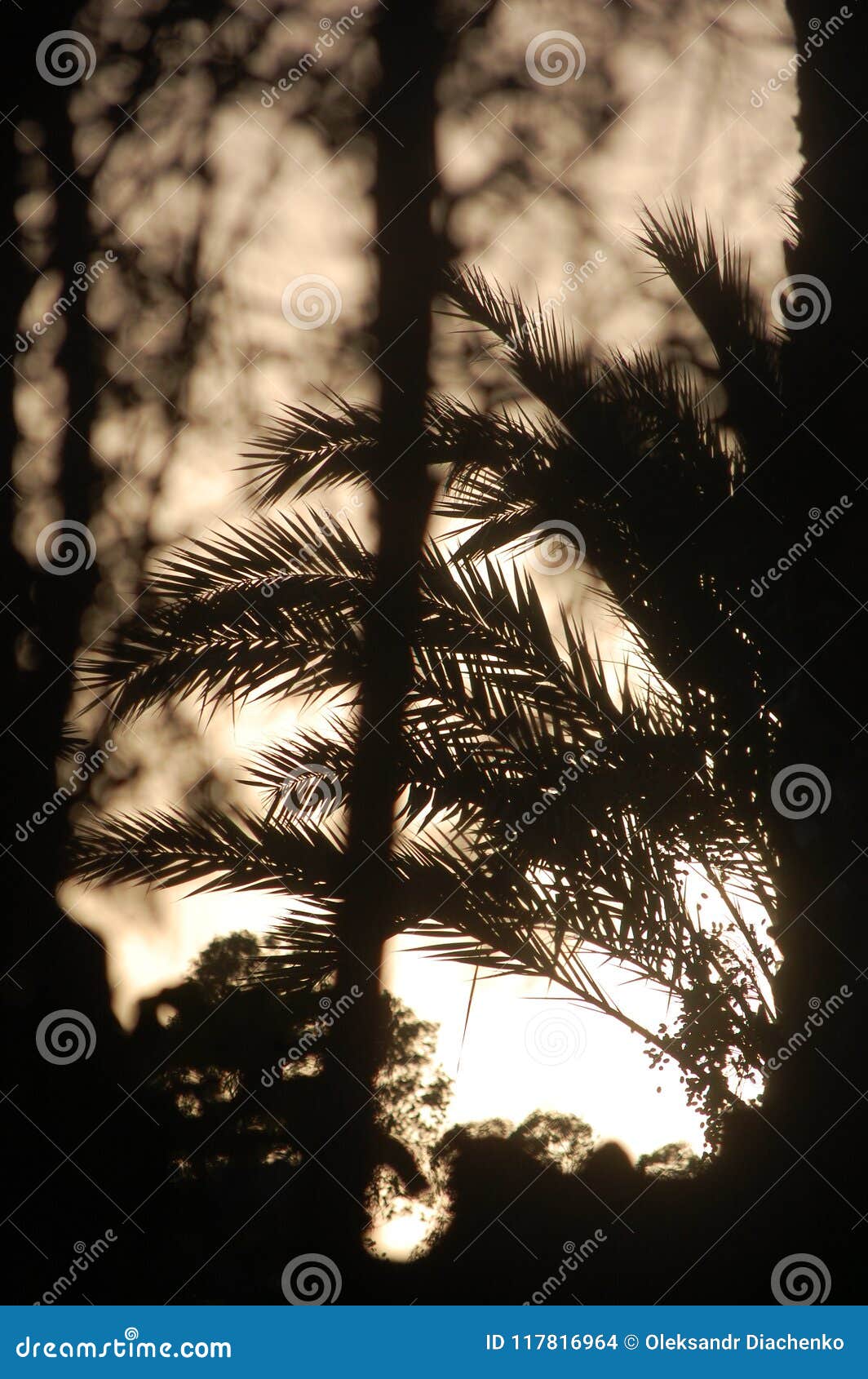 The Leaves of a Palm Tree through the Shadow of the Sun Stock Photo ...