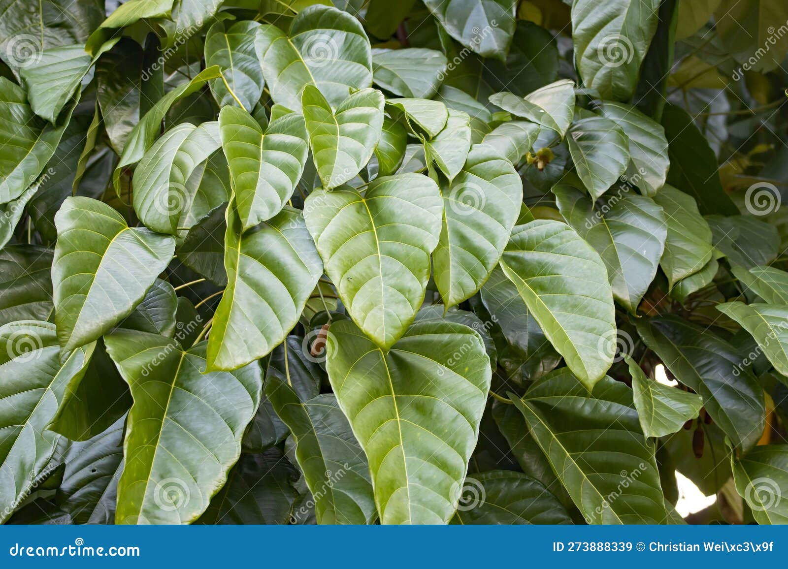 Leaves of Pangium edule stock image. Image of closeup - 273888339