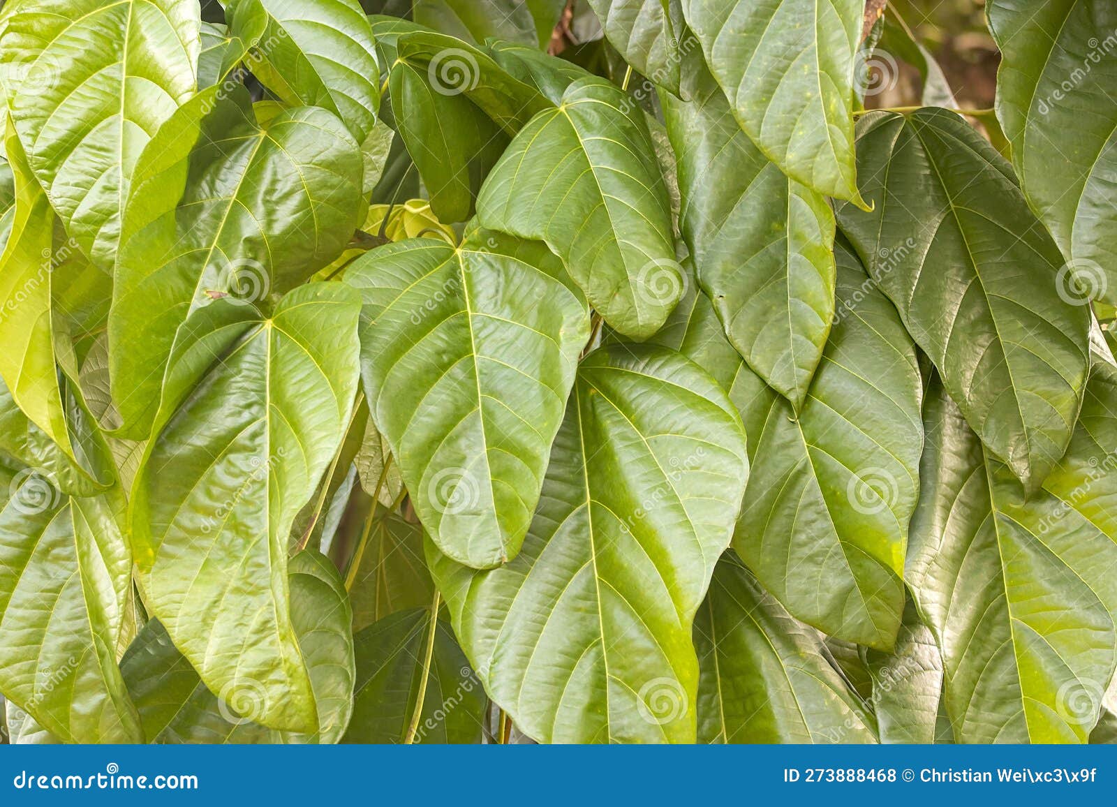 Leaves of Pangium edule stock photo. Image of forest - 273888468