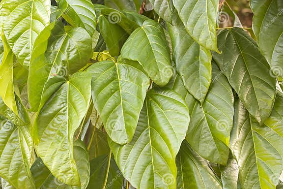 Leaves of Pangium edule stock photo. Image of forest - 273888468