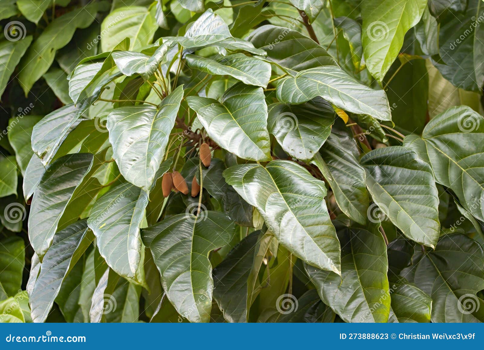 Leaves of Pangium edule stock image. Image of flora - 273888623