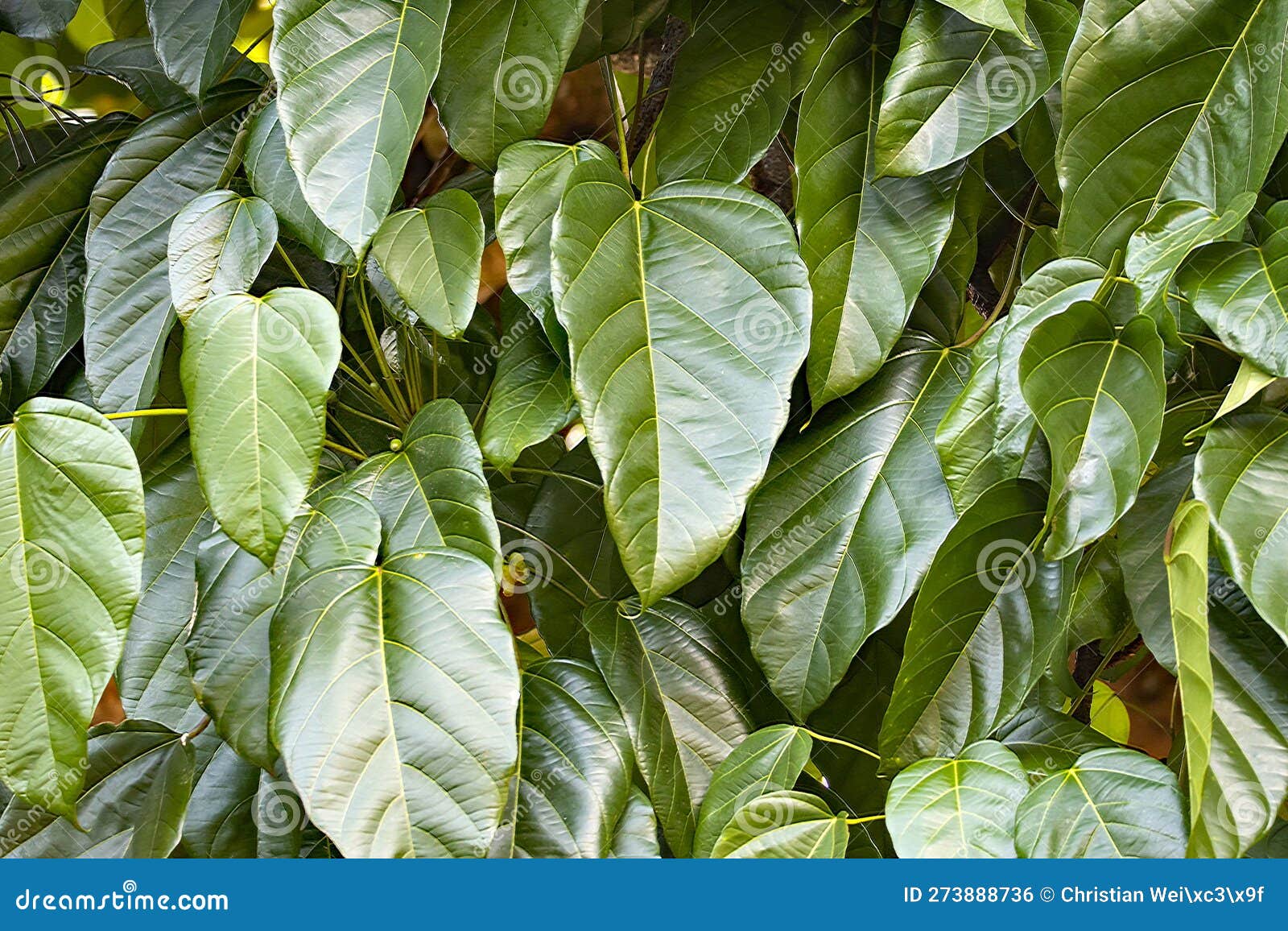 Leaves of Pangium edule stock photo. Image of edule - 273888736