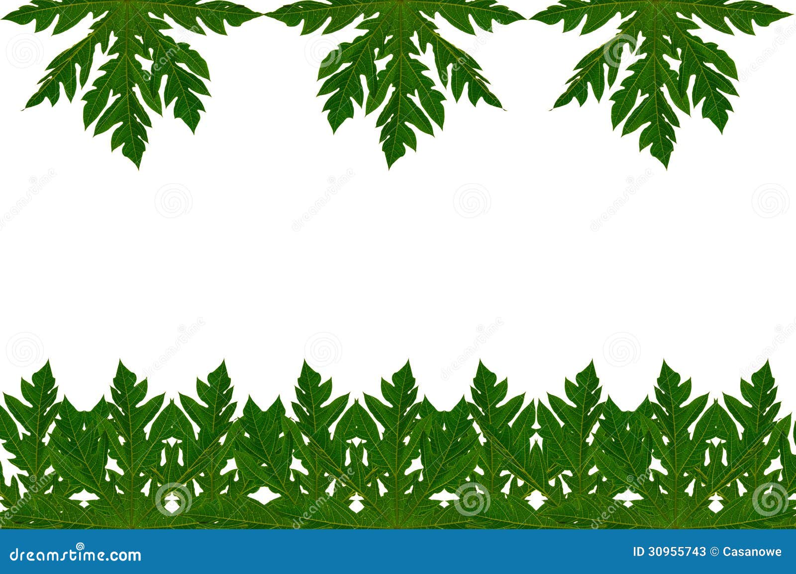 Leaves papaya frame stock image. Image of framework, card - 30955743