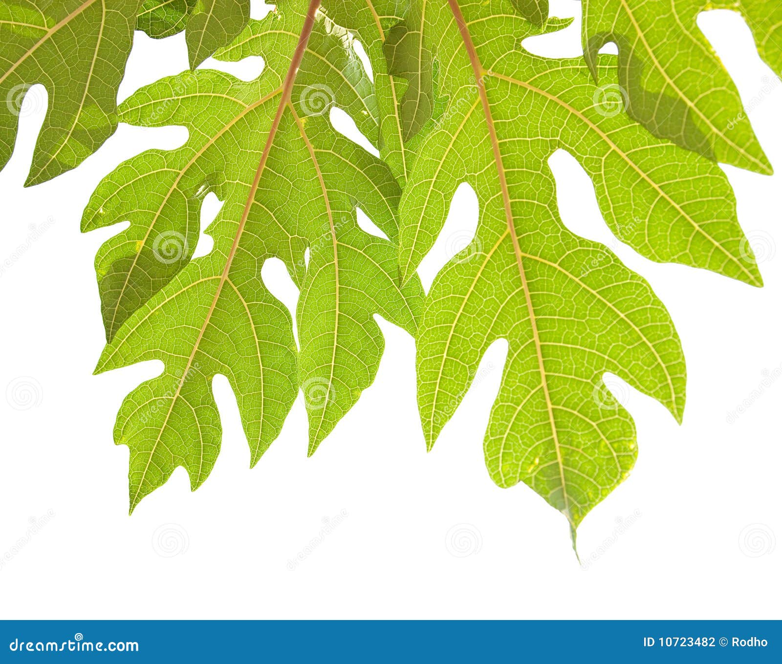 Leaves of papaya tree stock photo. Image of nature, growth - 10723482