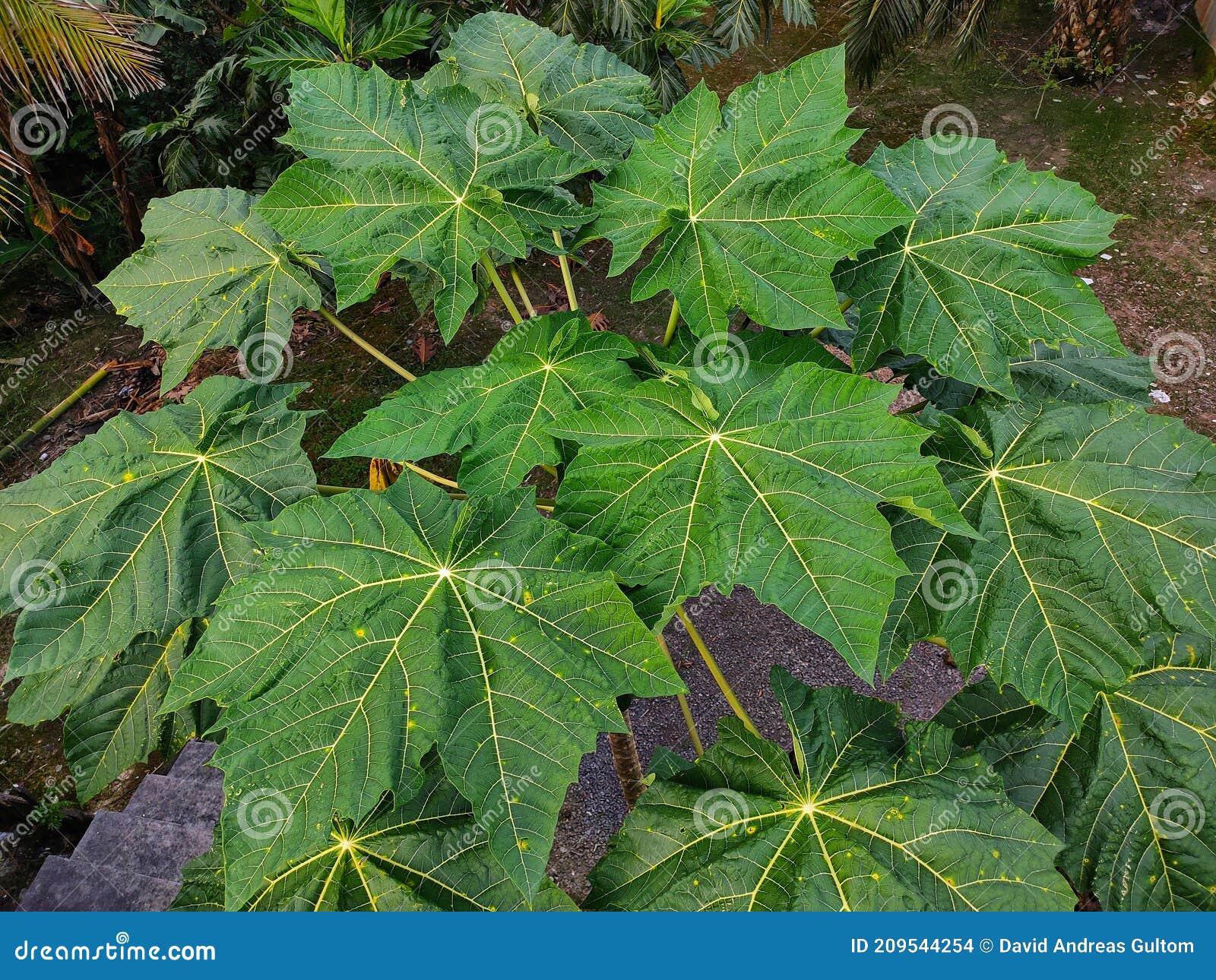 The leaves of papaya tree stock photo. Image of woodland - 209544254