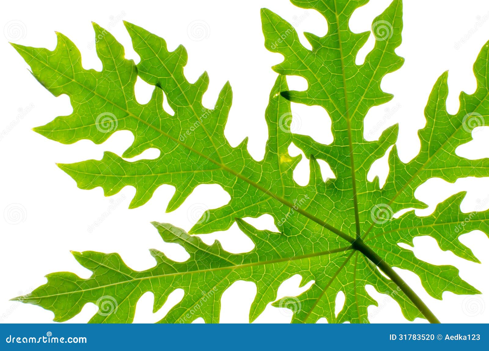 Leaves of papaya tree stock photo. Image of pawpaw, frond - 31783520