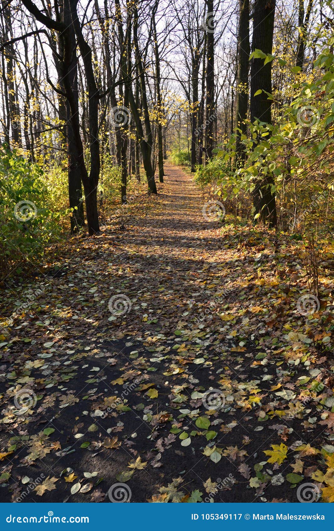 Leaves on the Path in a Park Stock Image - Image of trees, alley: 105349117