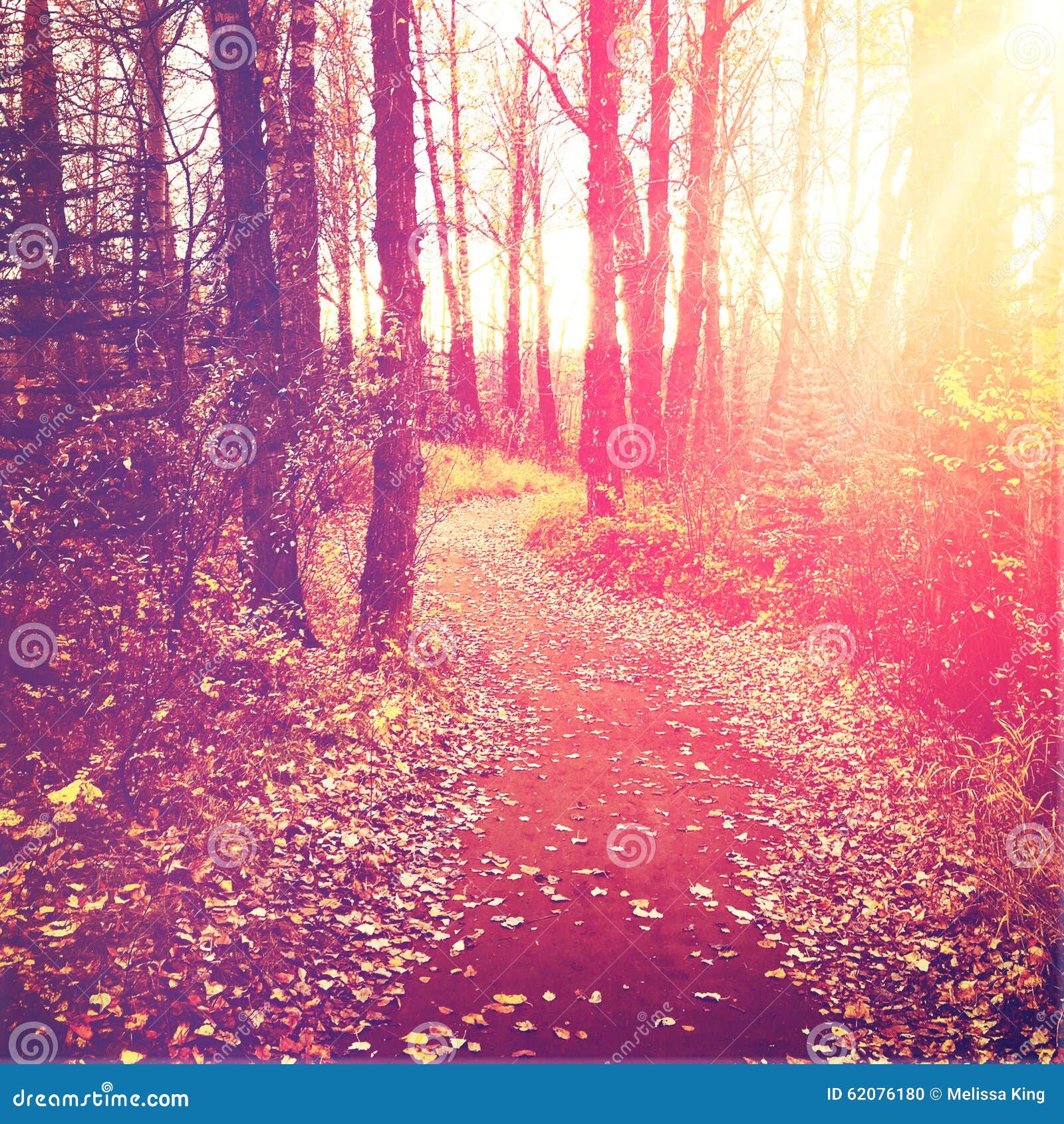 Leaves on Path through Trees with Setting Sun Stock Photo - Image of ...