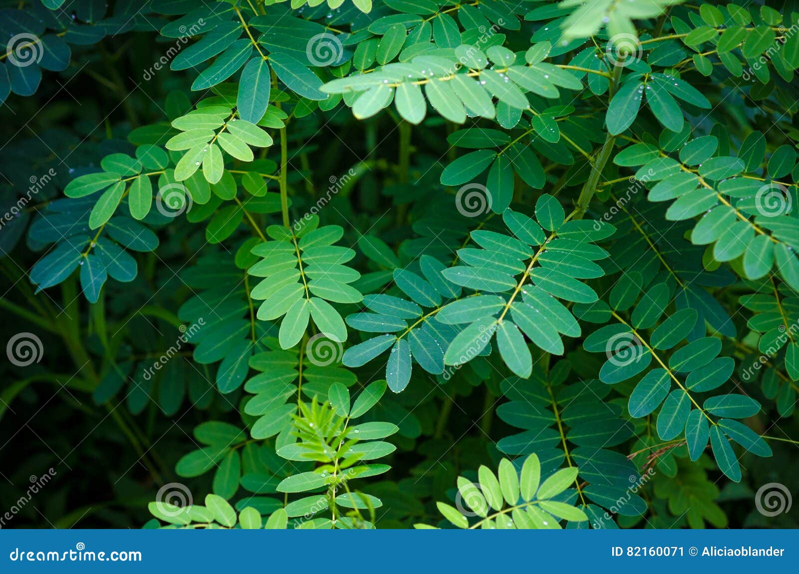 Leaves Pattern stock image. Image of greenery, crisp - 82160071