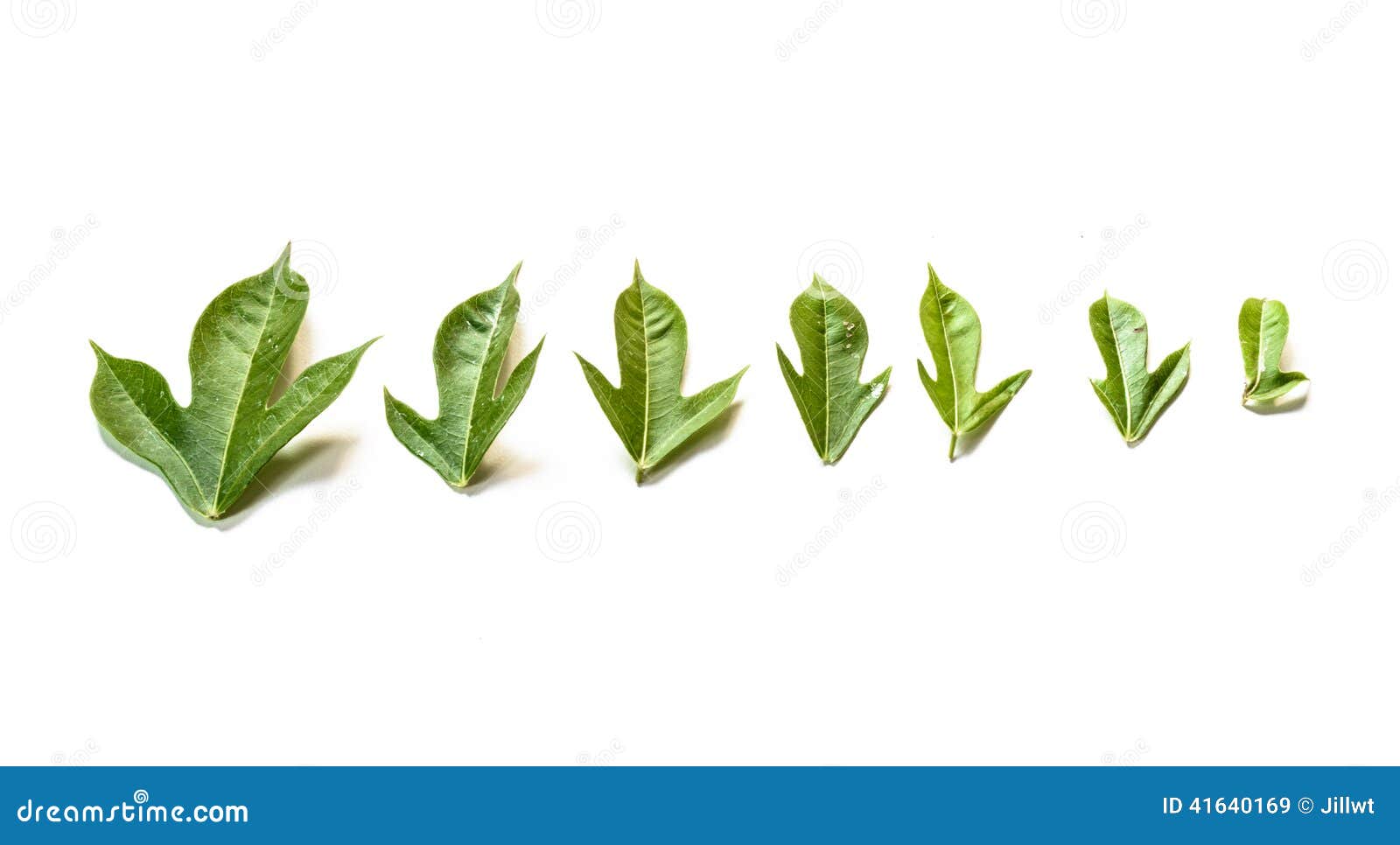 Leaves pattern detail stock image. Image of leaf, tree - 41640169