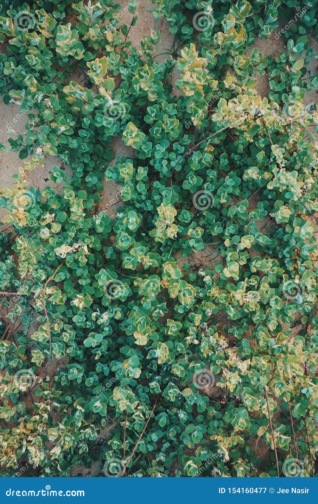 Leaves Pattern stock image. Image of processed, leaves - 154160477