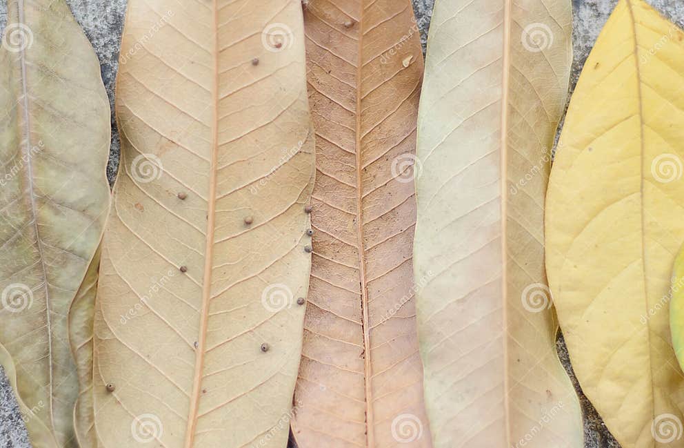 Leaves pattern stock image. Image of green, organic, color - 50278143
