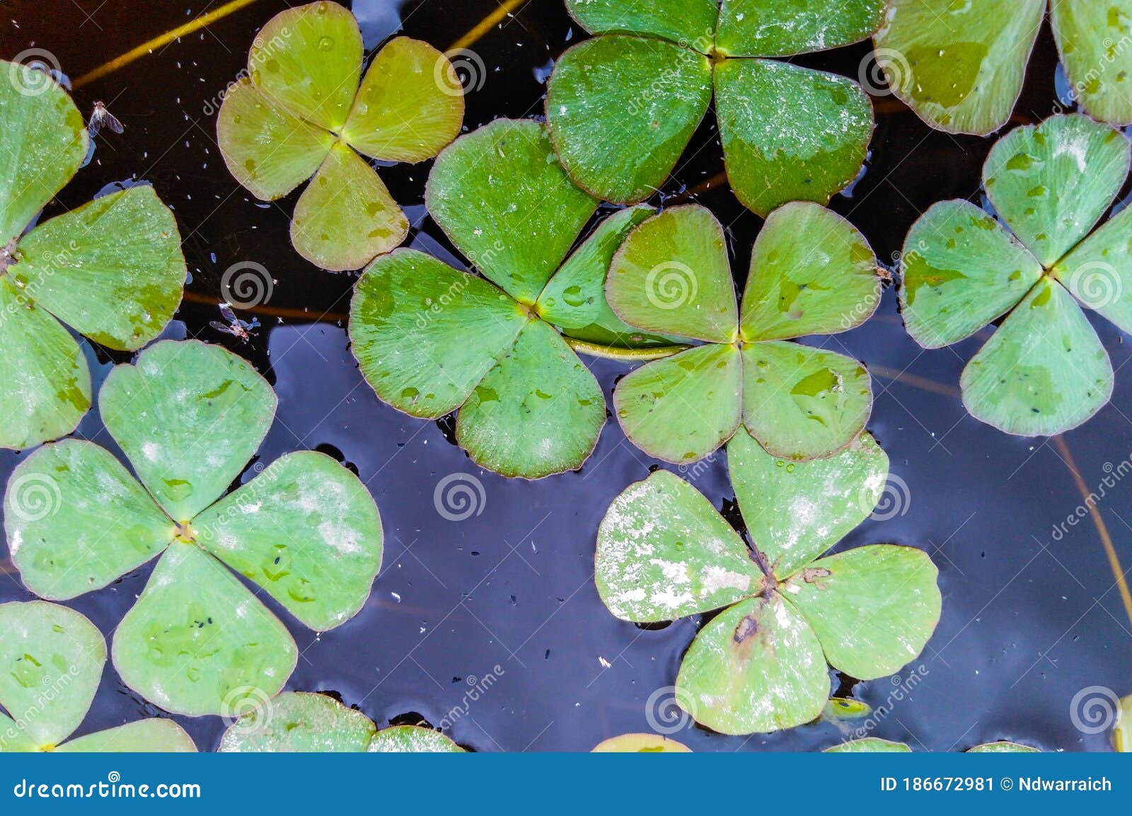 Leaves Pattern or Texture of Clover Plant Stock Image - Image of flora ...