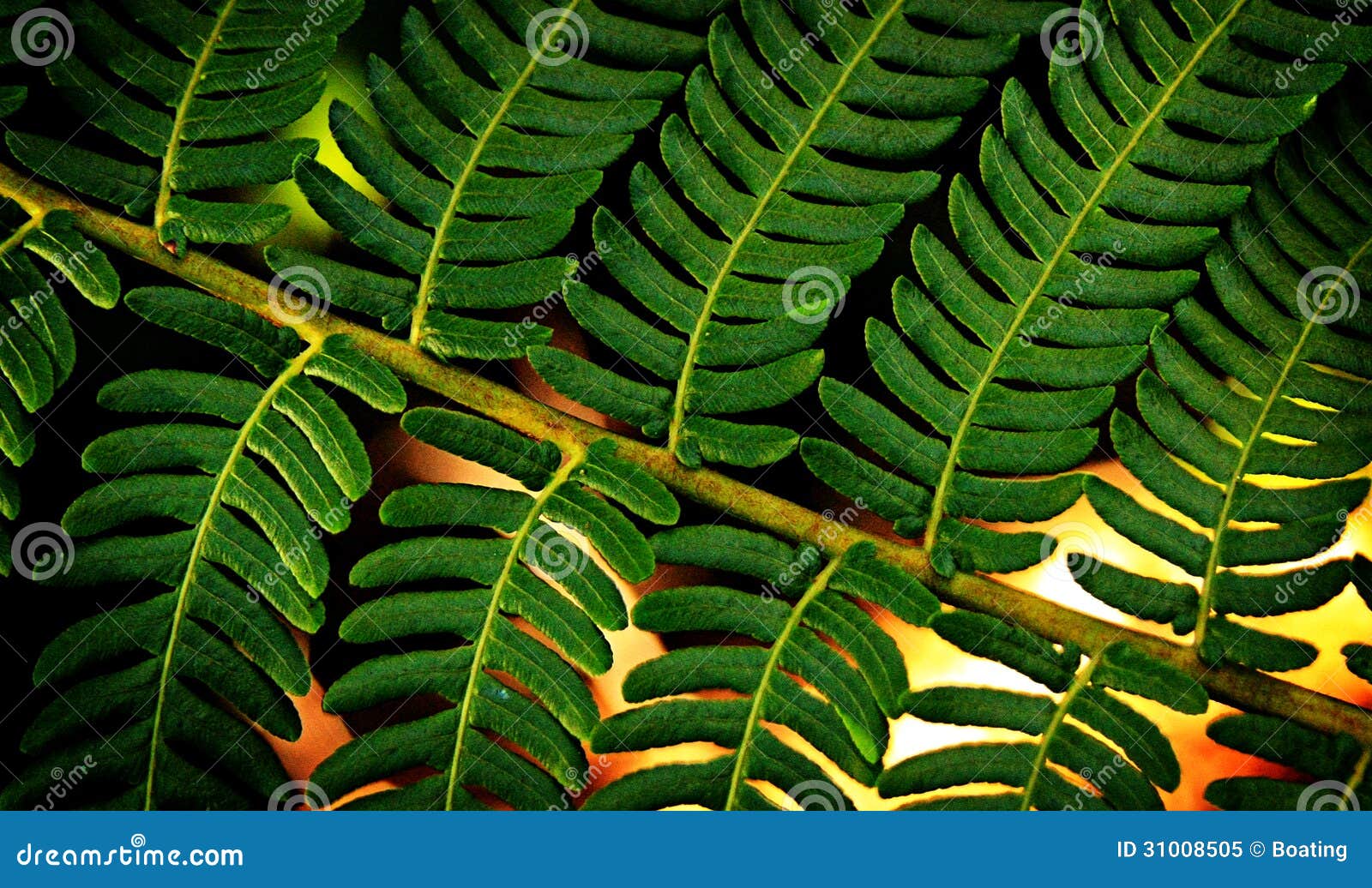 Leaves pattern stock image. Image of light, nature, leaf - 31008505