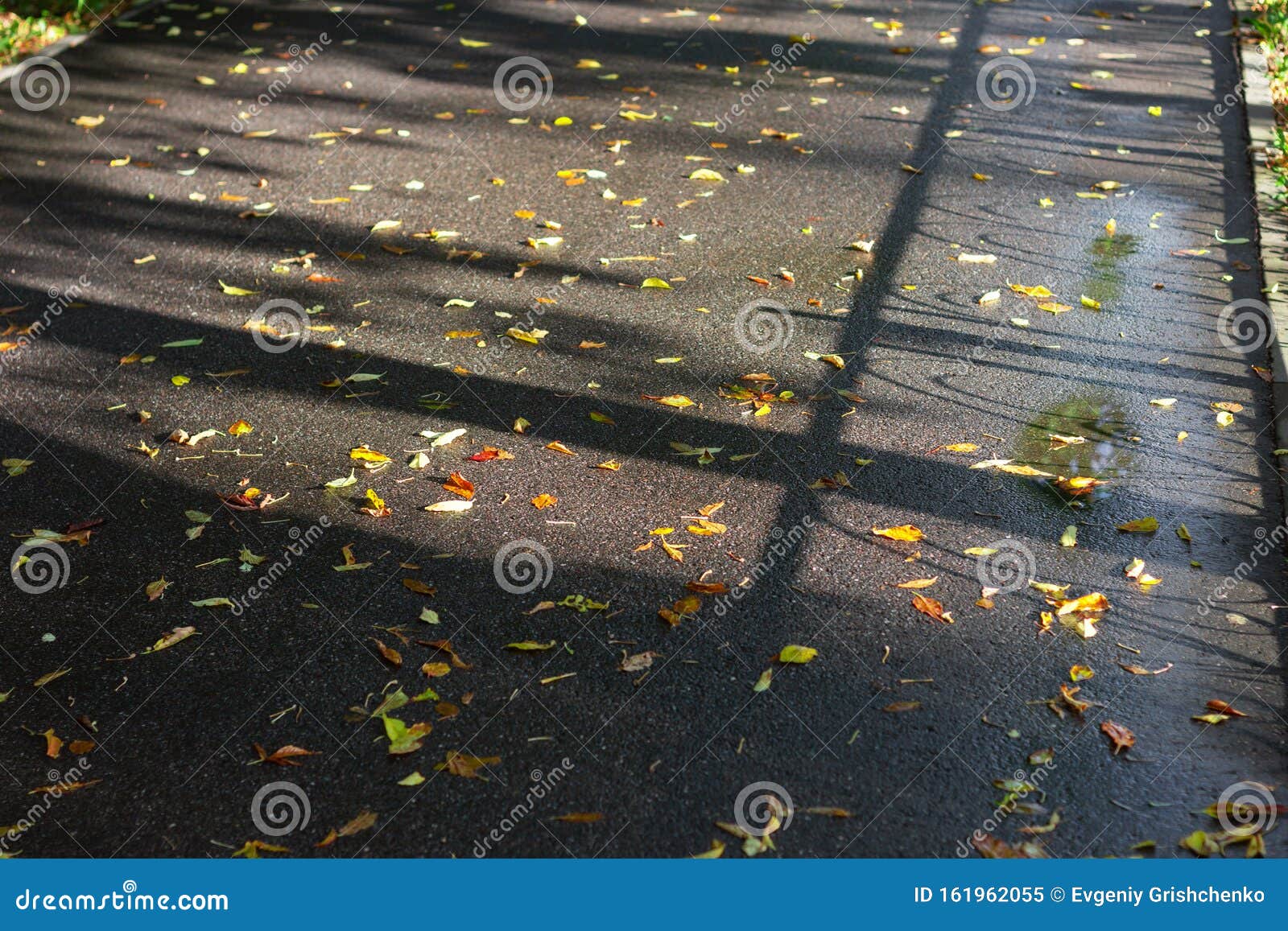 Leaves on the Pavement Texture Pattern Concrete Autumn Stock Image ...