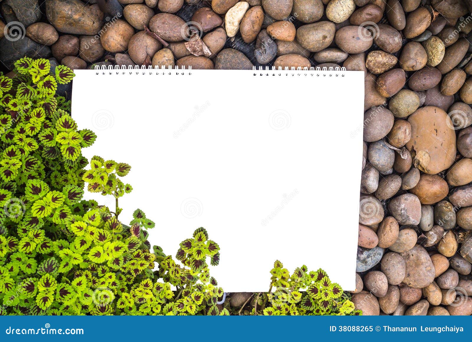 Leaves and Pebble the Frame. Stock Image - Image of coleus, foliage ...