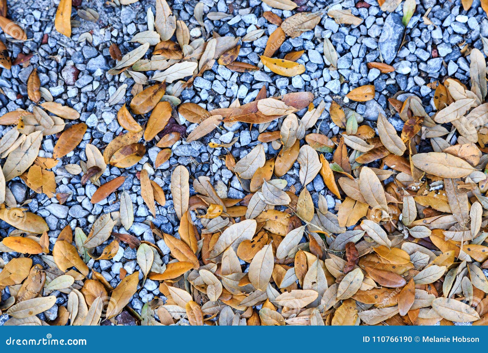 Leaves and Pebbles stock photo. Image of backgrounds - 110766190