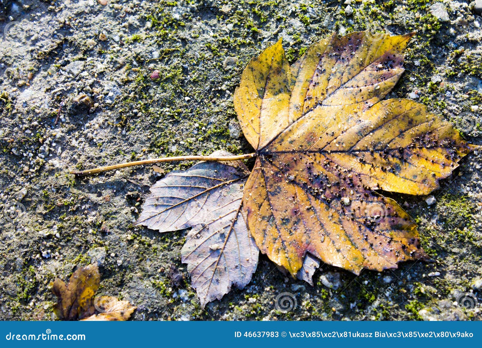 Leaves and pebbles stock image. Image of wood, forest - 46637983