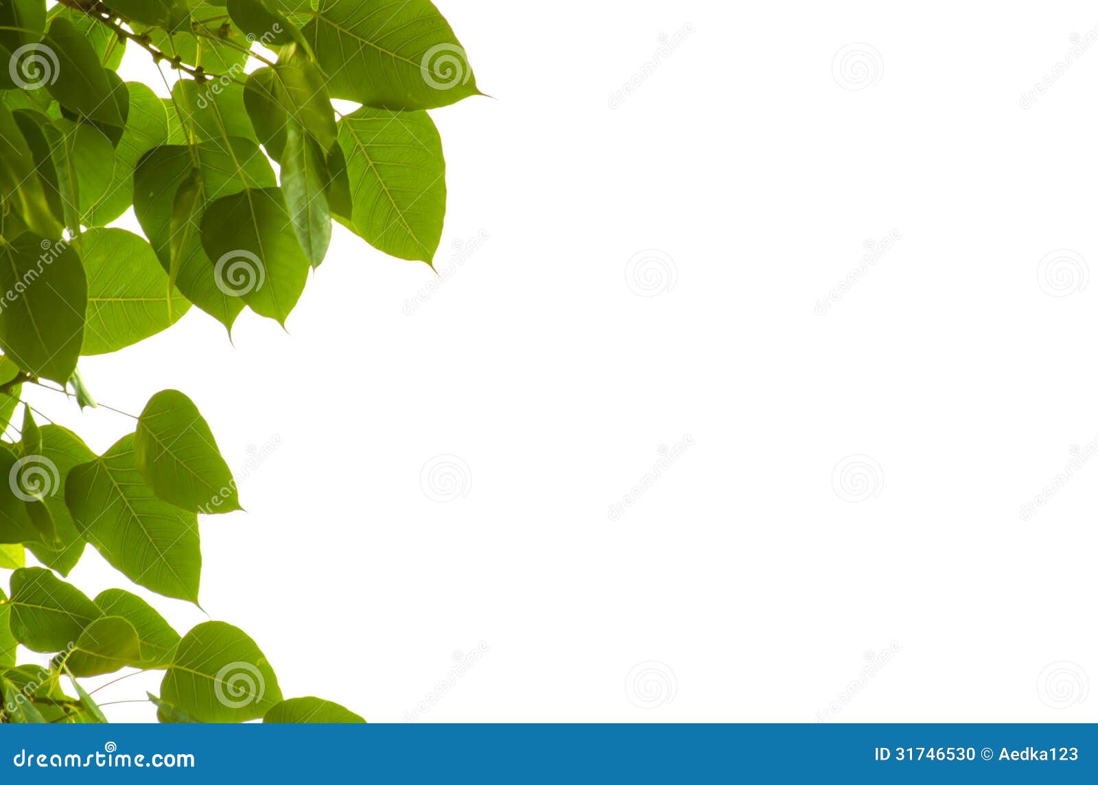 Leaves Pho. stock photo. Image of hindu, bodhgaya, buddha - 31746530