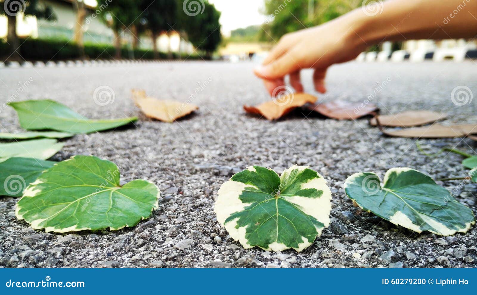 Leaves and Picking Leaf As Background Stock Photo - Image of close, element: 60279200