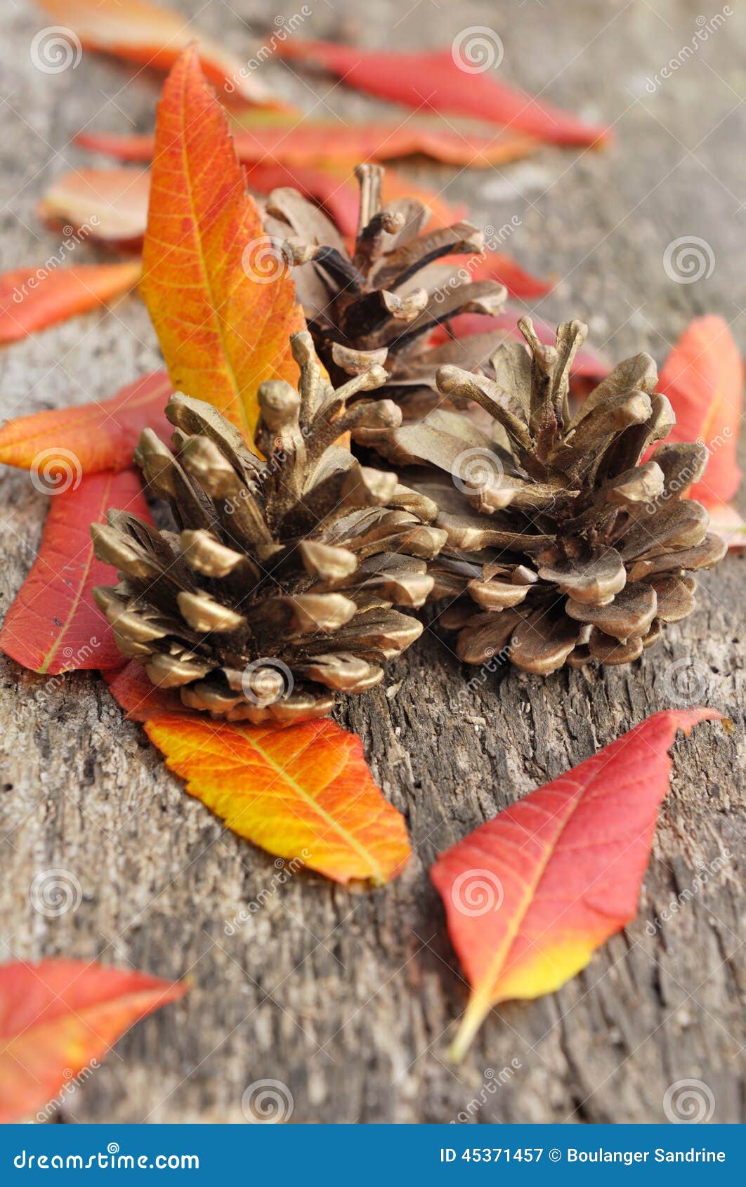 Leaves and pine cones stock image. Image of pine, autumn - 45371457