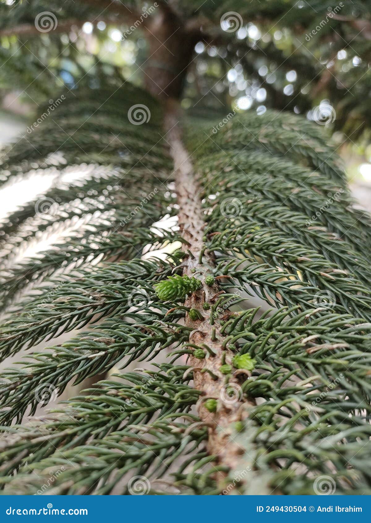 The Leaves of Pine Plants are Compound Leaves, from the Base To the Tip ...
