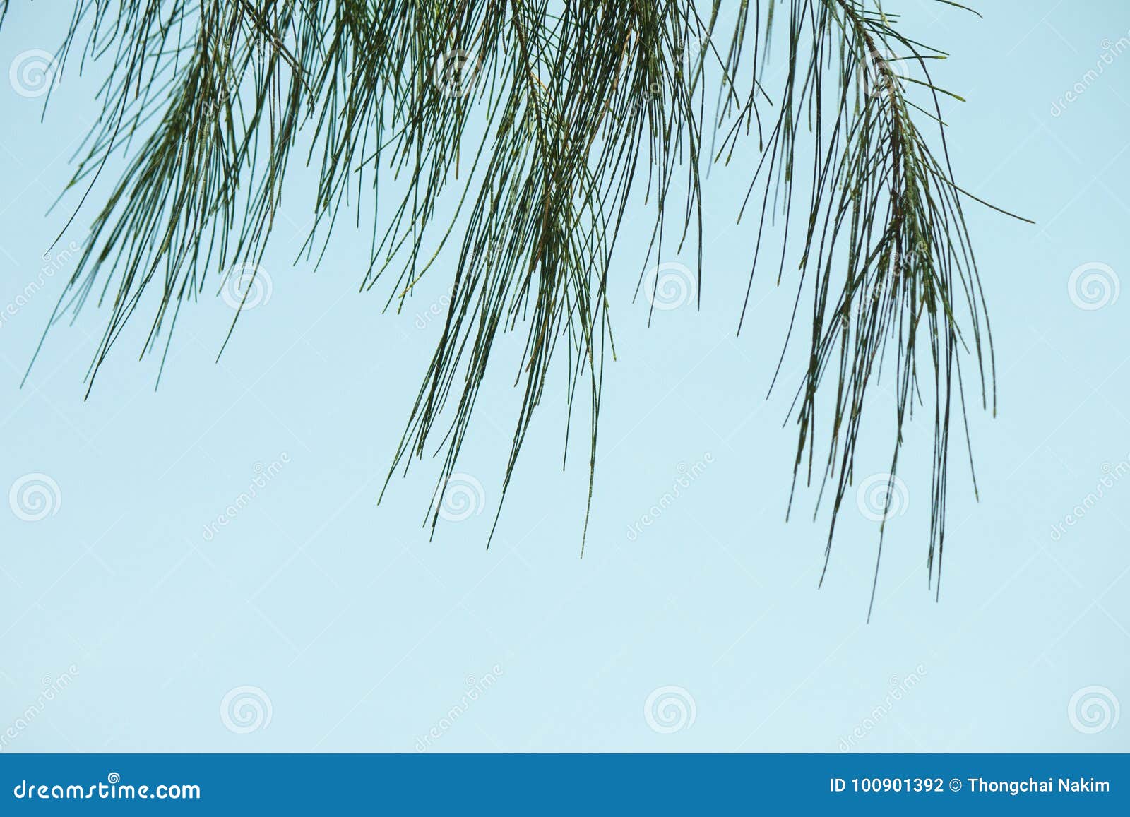 Leaves of Pine Tree on Blue Background. Stock Photo - Image of ocean ...