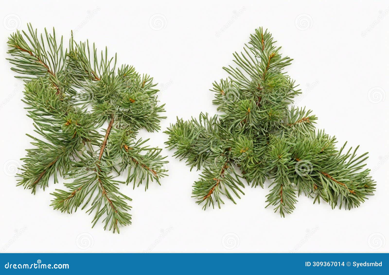 Leaves of Pine Tree, Cut Out on White Background Stock Illustration ...