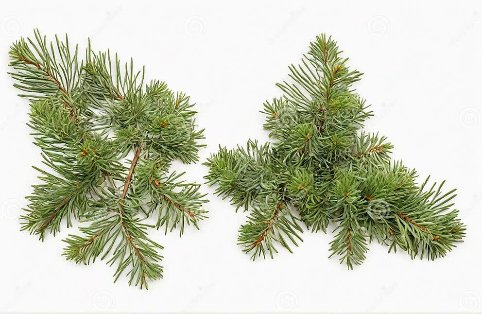 Leaves of Pine Tree, Cut Out on White Background Stock Illustration ...
