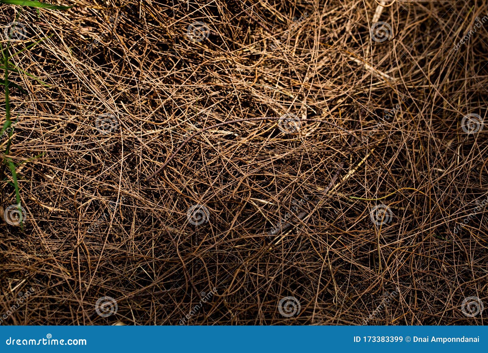 The Leaves of the Pine Trees are Dry and Stacked on the Ground Stock ...